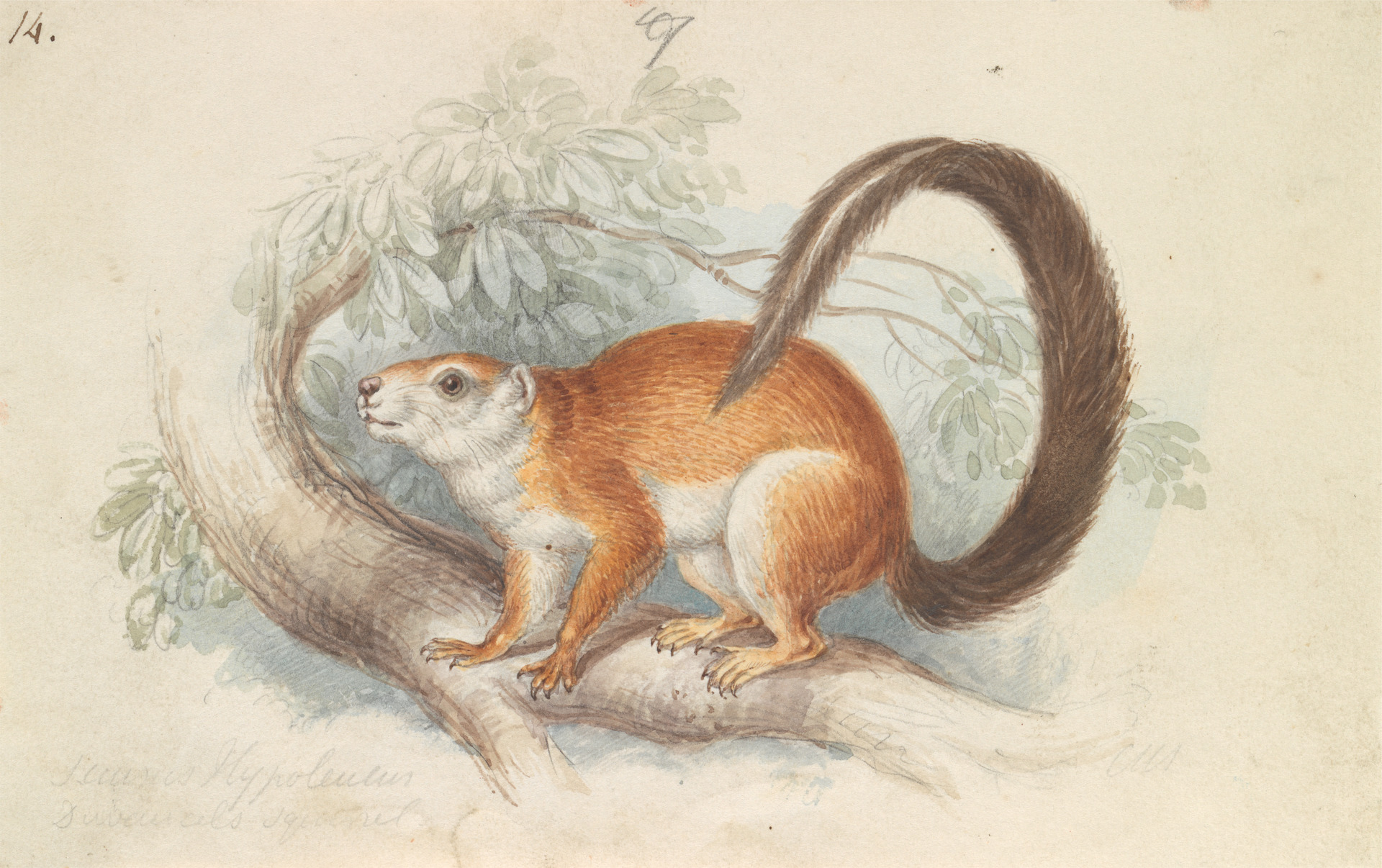 animal life Archives - The 18th-Century Common
